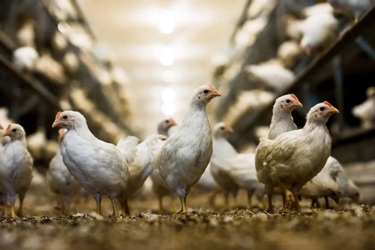 Dekalb White og ISA Brun - A&A Salte